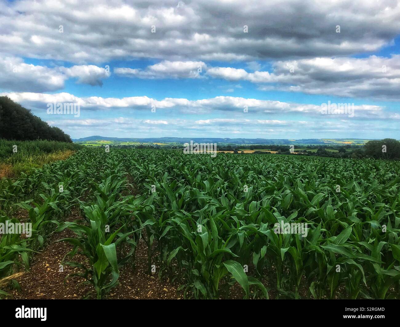 Field of maze hi-res stock photography and images - Alamy