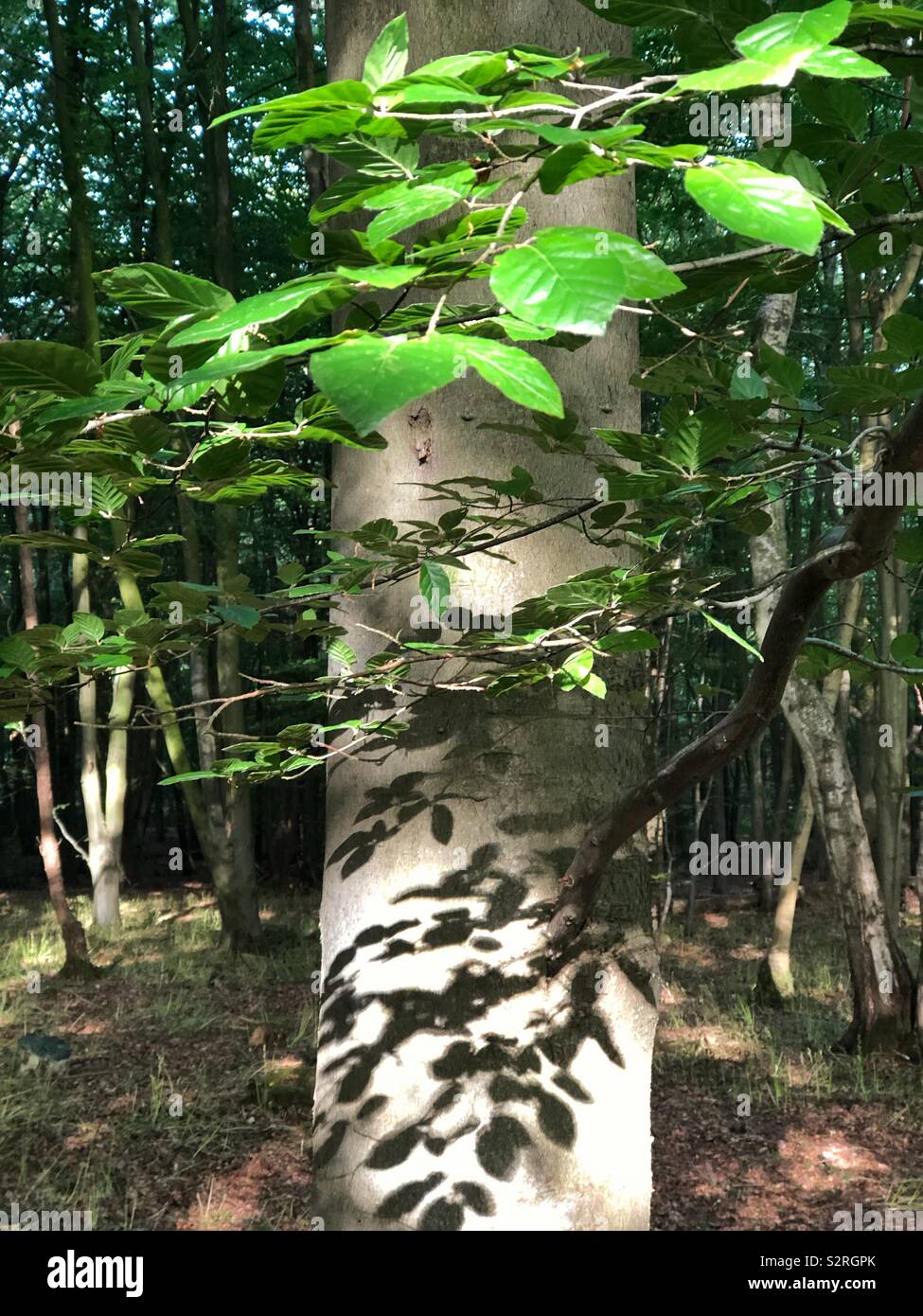 Beech tree at sunrise Stock Photo - Alamy