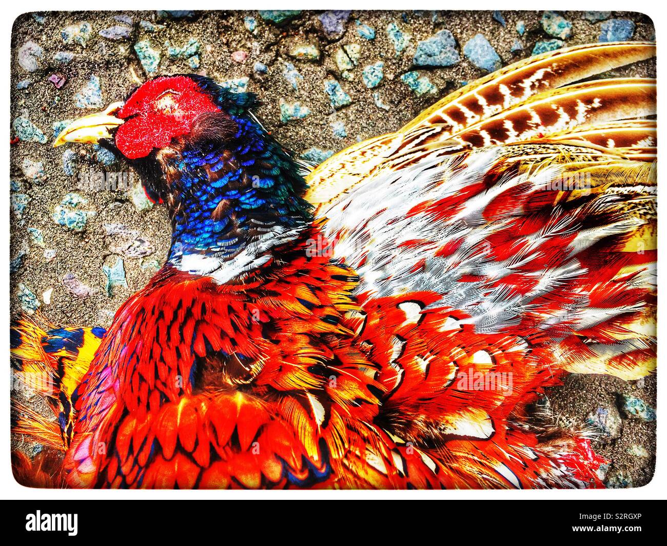 Roadkill pheasant hi-res stock photography and images - Alamy