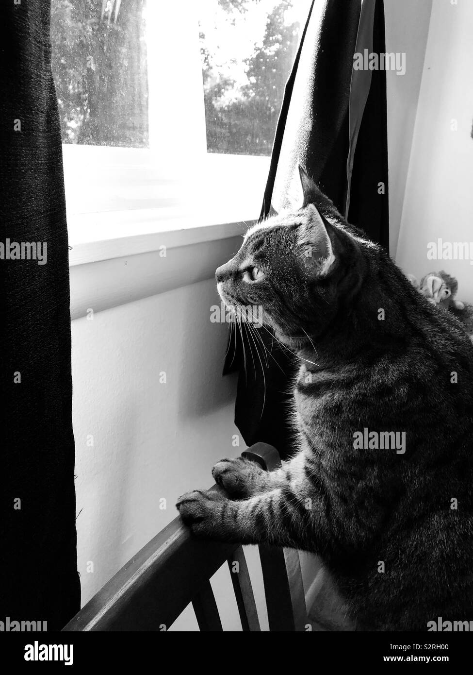 Cat Standing Looking Out Window