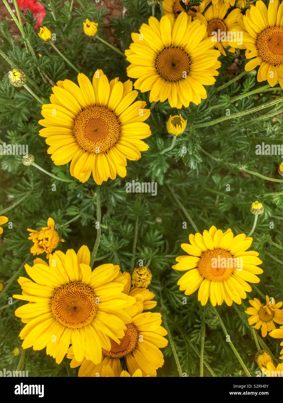 Generic flower hi-res stock photography and images - Alamy