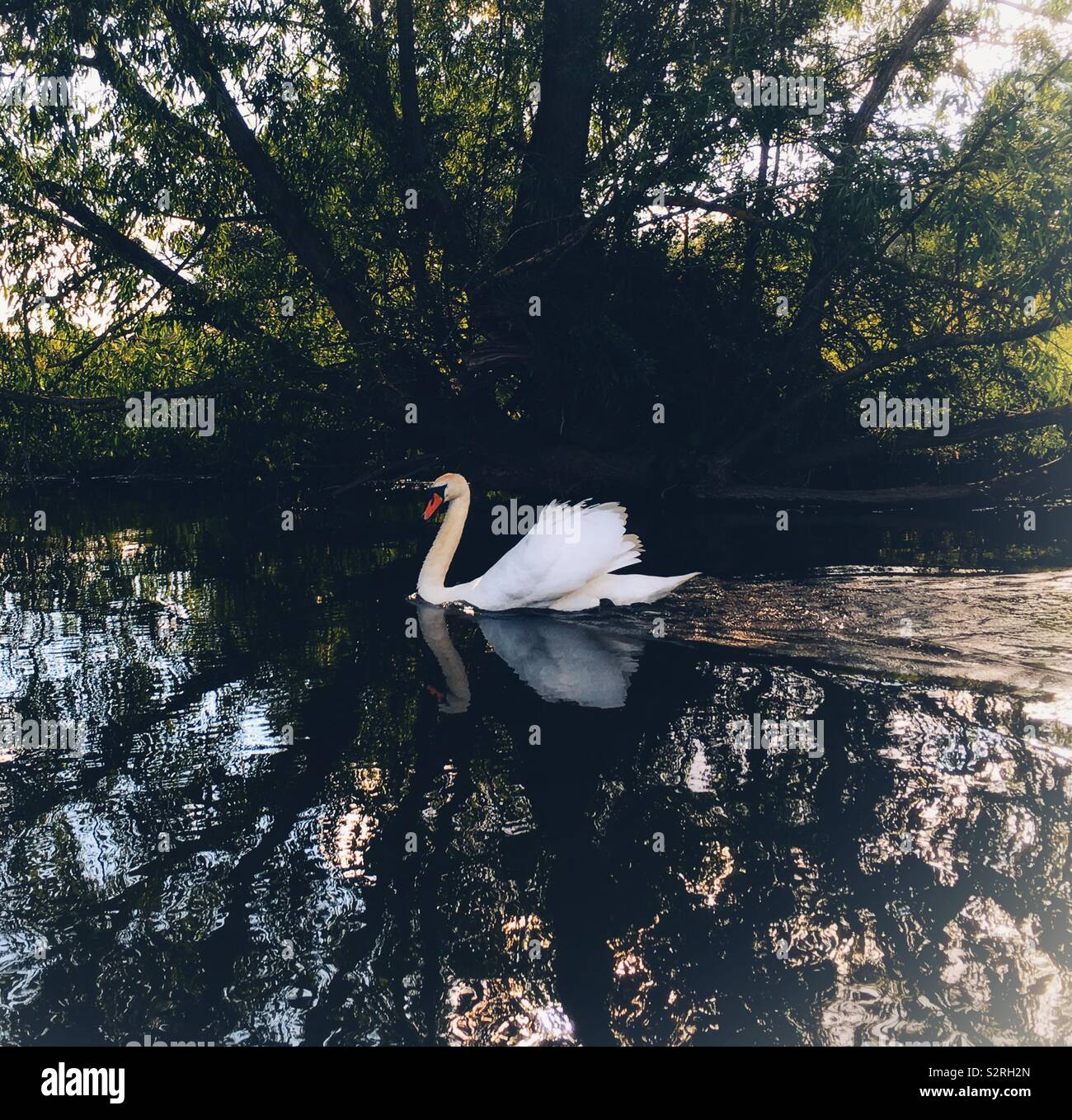 Swimming tree hi-res stock photography and images - Alamy