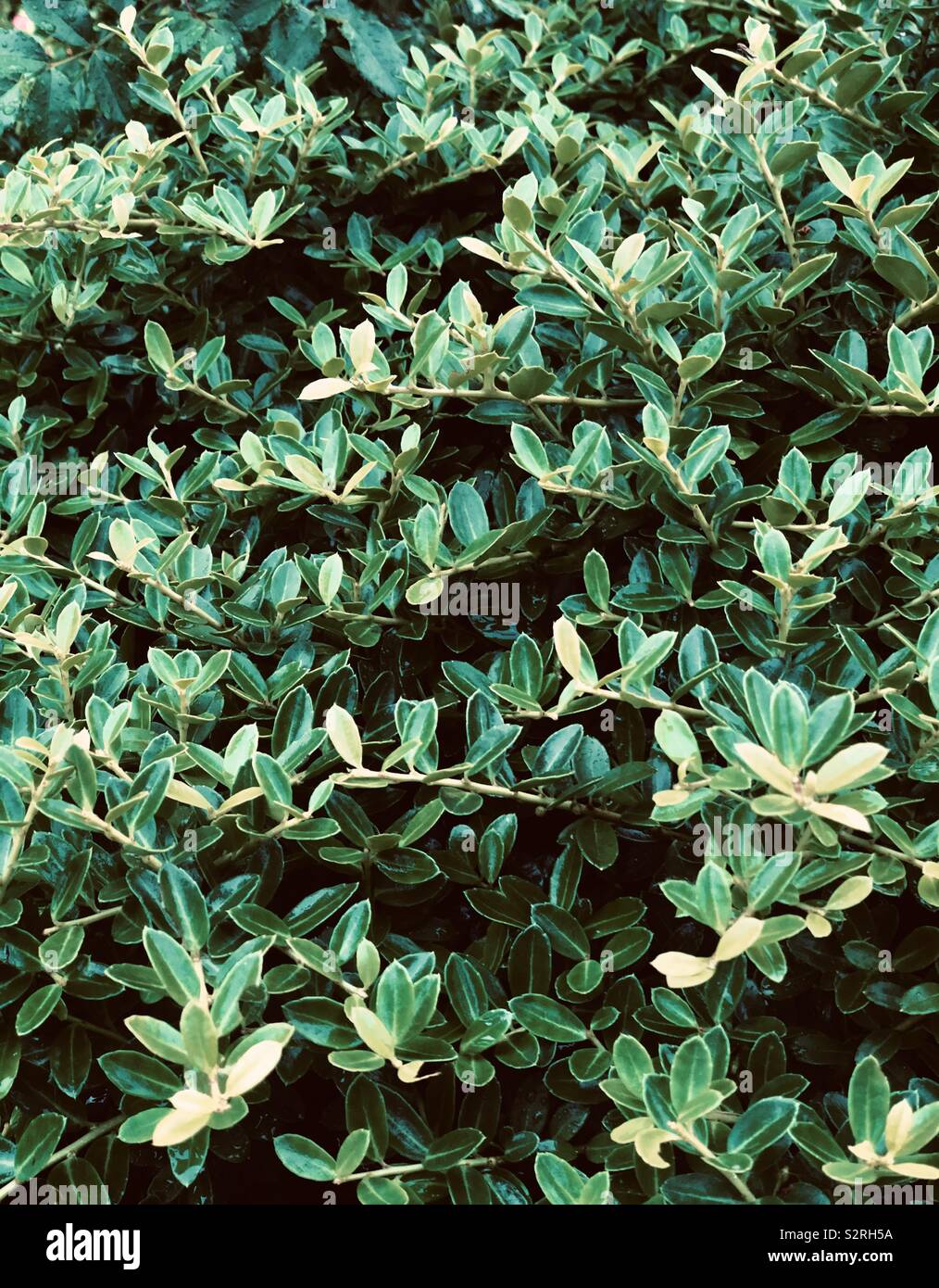 Green bushes close up. Objects with clipping paths Stock Photo - Alamy