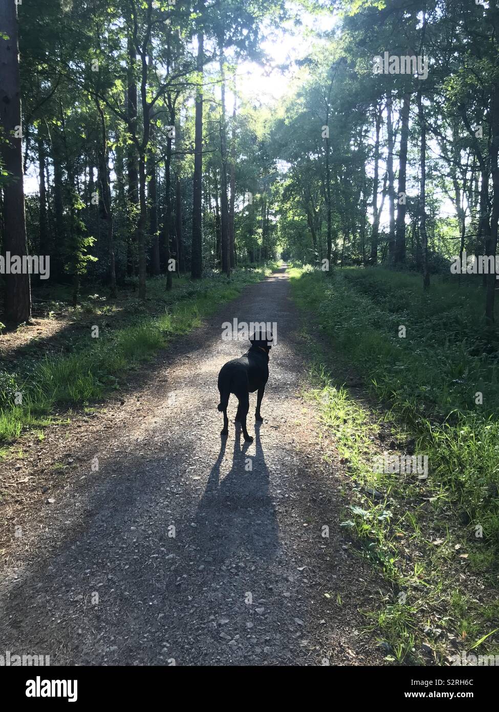 Dog walk forest hi-res stock photography and images - Alamy