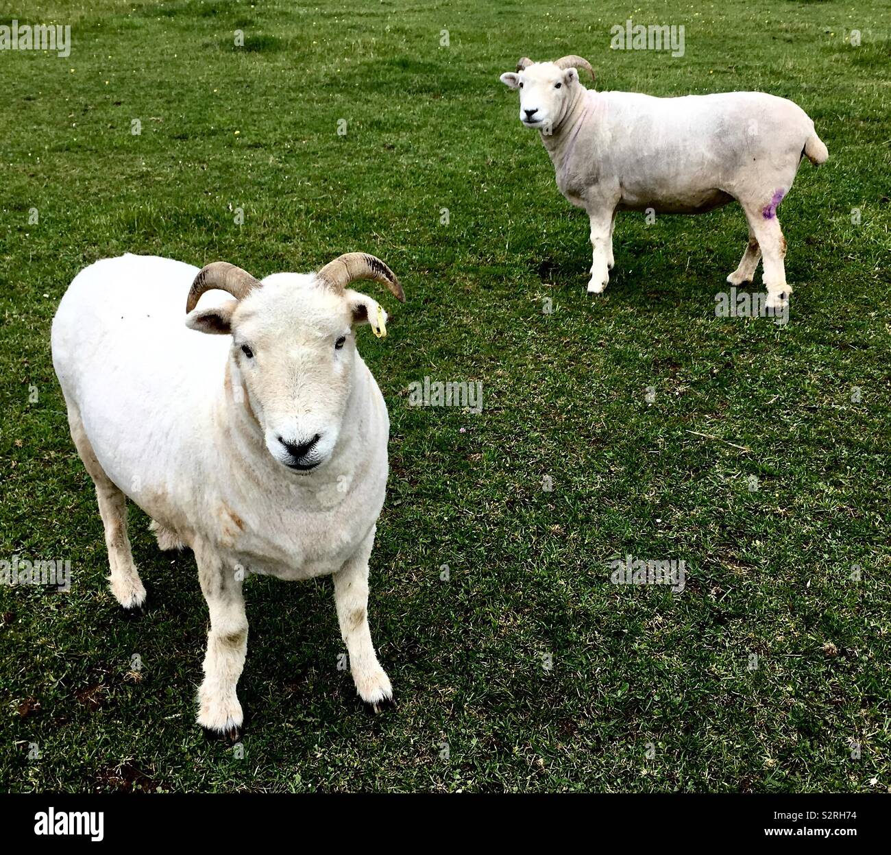 Sheep Facing Camera Stock Photo - Alamy