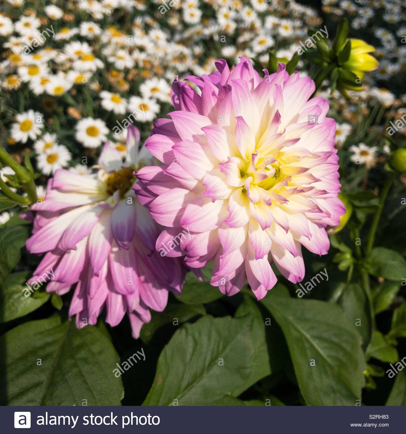 Dahlia Pinnata Stock Photos & Dahlia Pinnata Stock Images - Alamy
