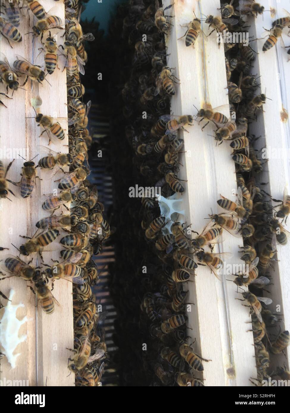 New hive hi-res stock photography and images - Alamy