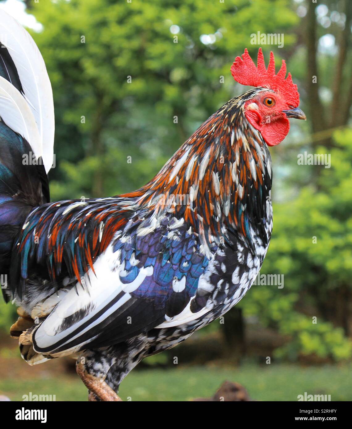 Beautiful rooster hi-res stock photography and images - Alamy