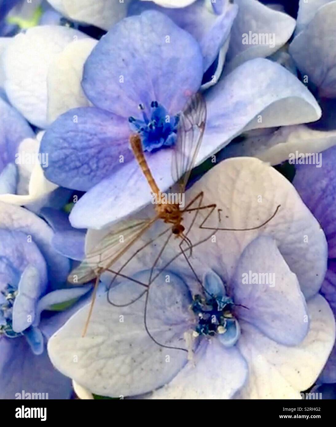 Plants and insects hi-res stock photography and images - Alamy