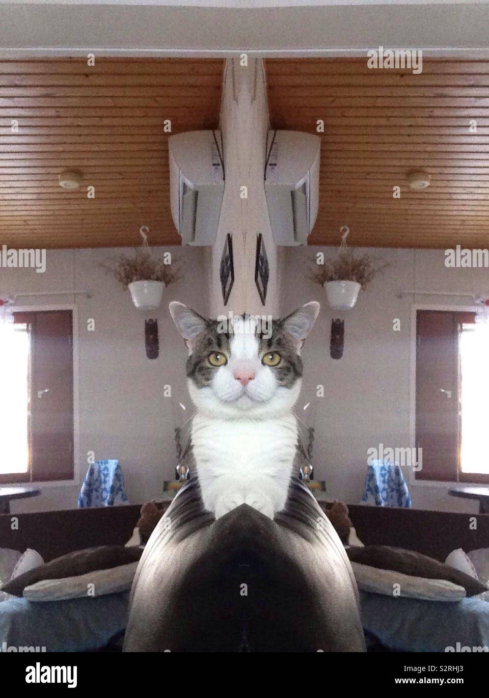 Double cat hi-res stock photography and images - Alamy