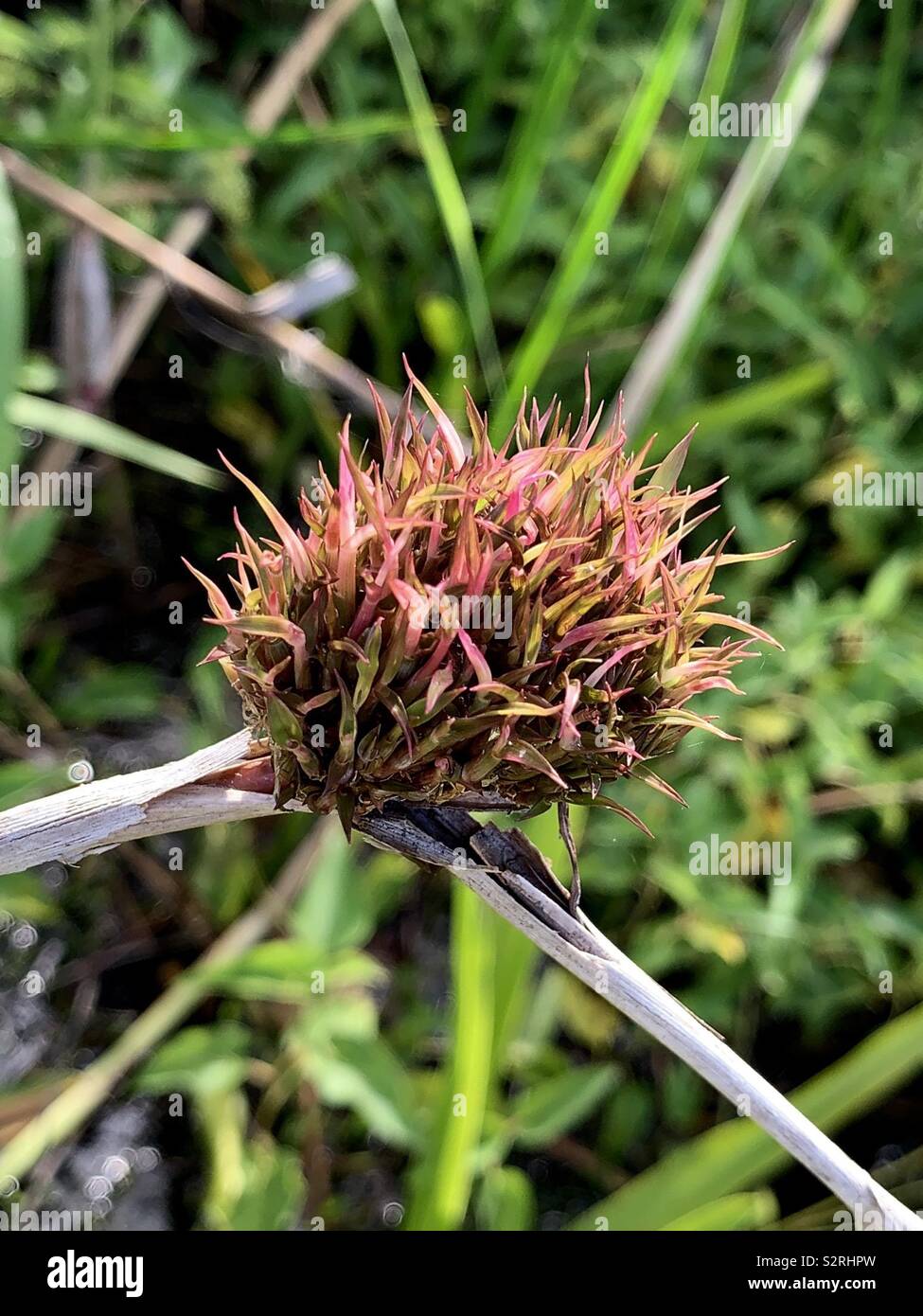 A colorful bud sprouting from a broken branch with textures Stock Photo ...