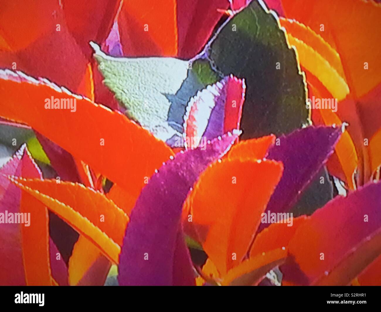 Combination of leaves hi-res stock photography and images - Alamy