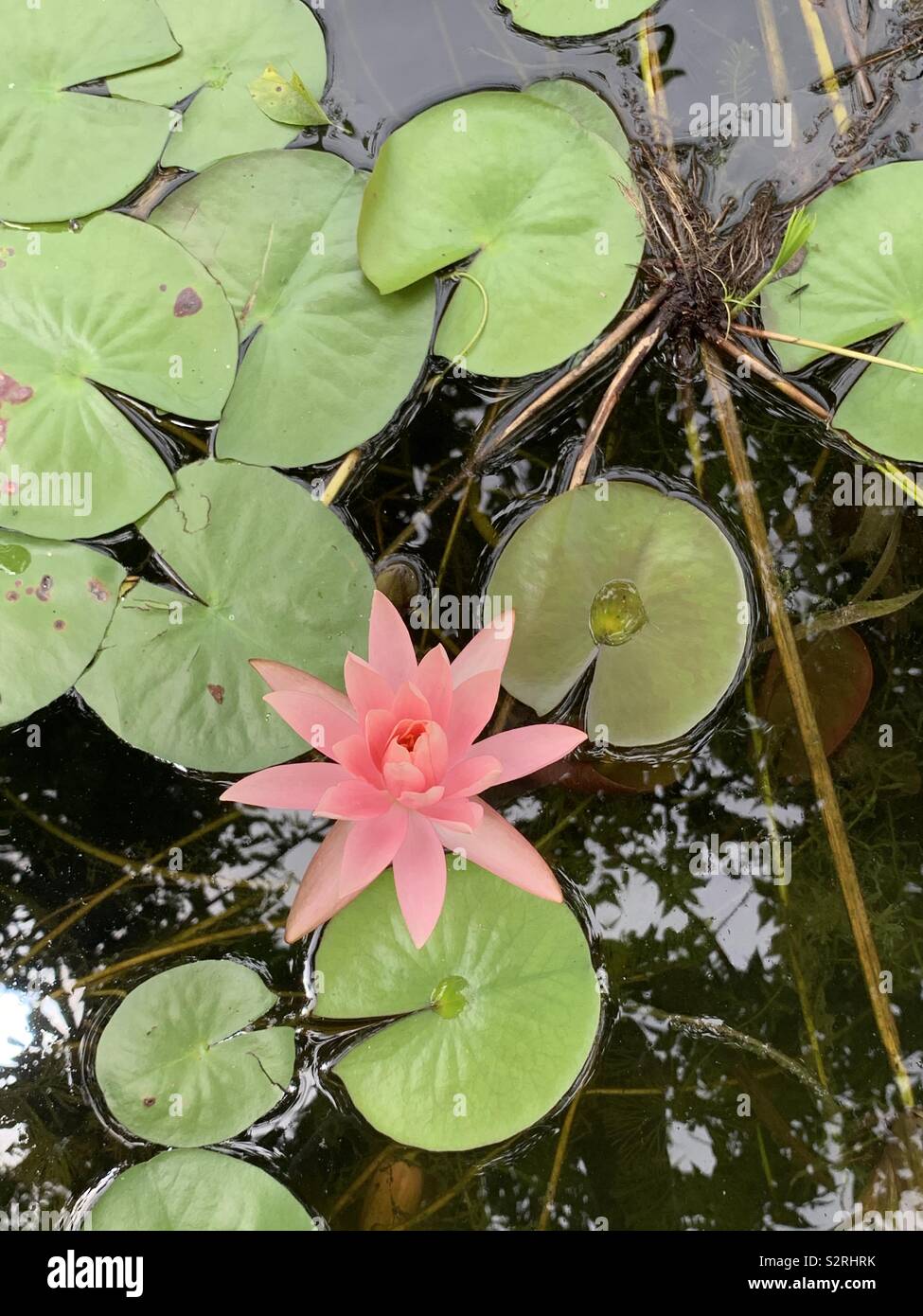 Pond Lilly,Beautiful Lilly Stock Photo - Alamy