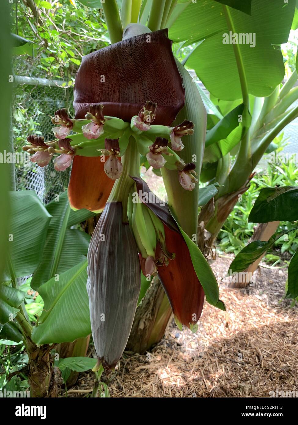 Super Dwarf Banana Tree