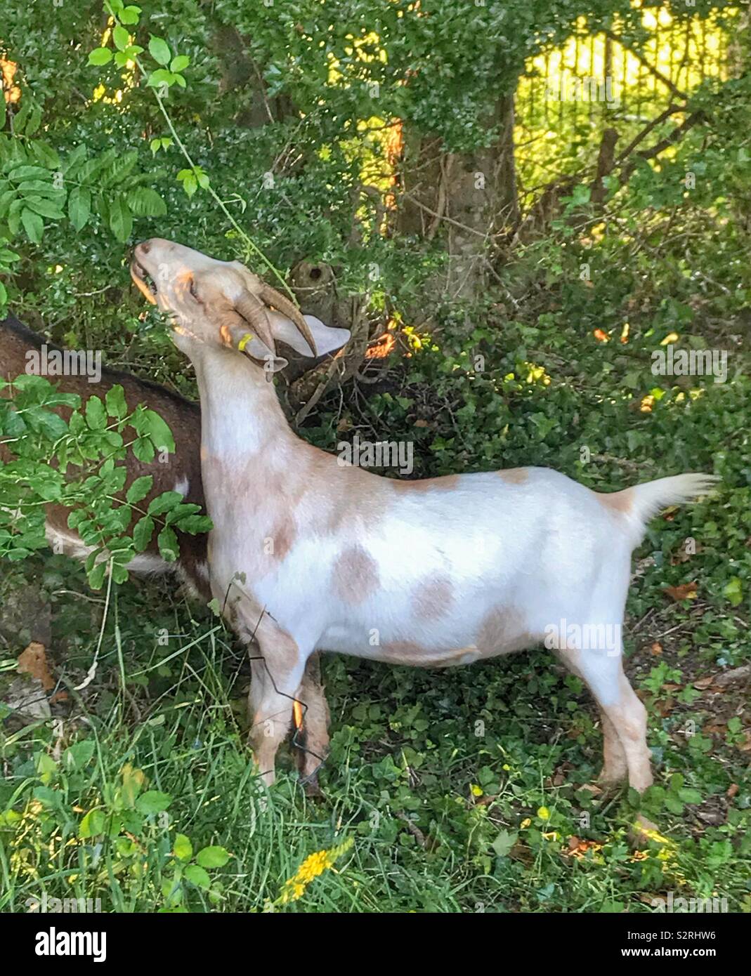 Street goats Purdown Stock Photo - Alamy