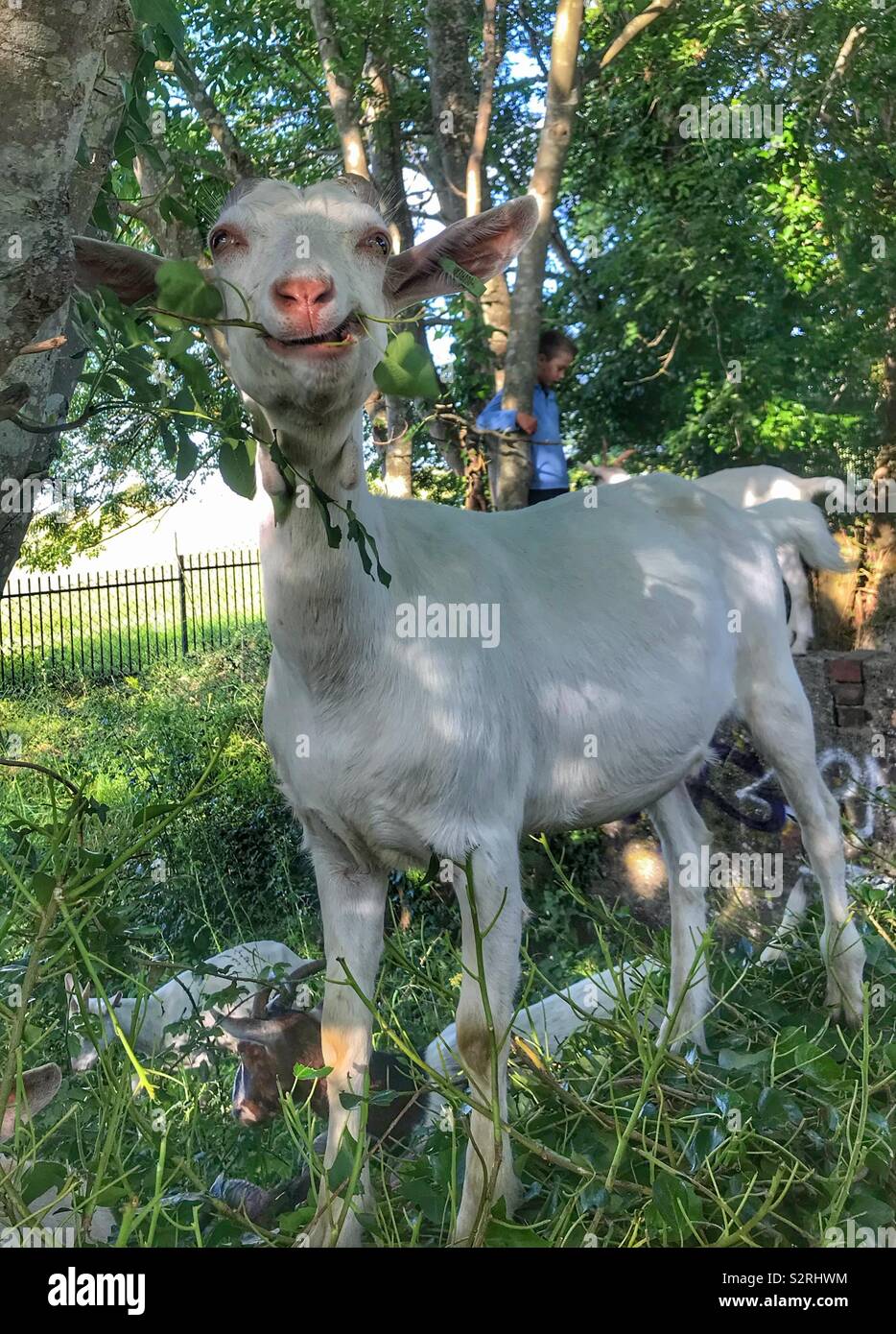 Street goats bristol Stock Photo - Alamy