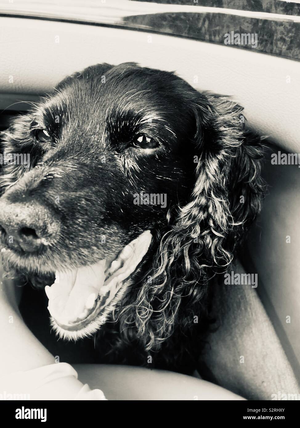 Laughing dog hi-res stock photography and images - Alamy