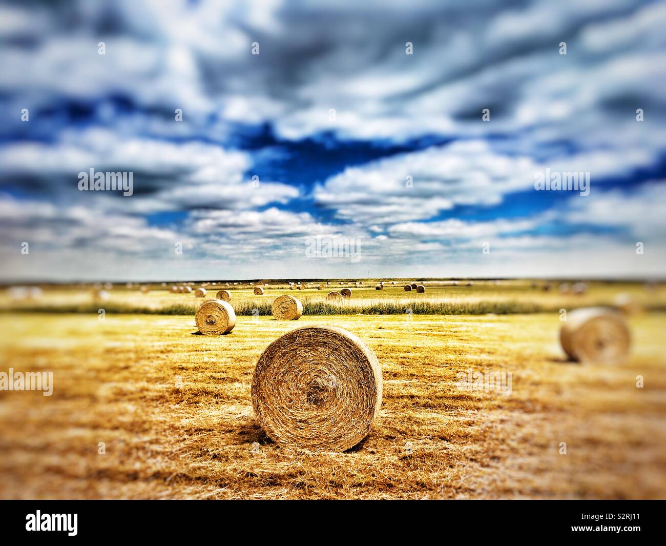 Round hay bales Stock Photo - Alamy