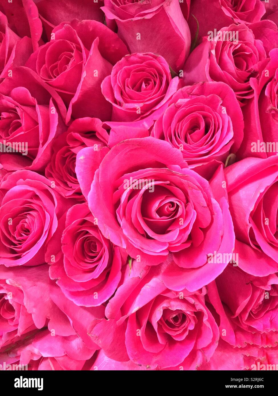 Fresh and beautiful hi-res stock photography and images - Alamy