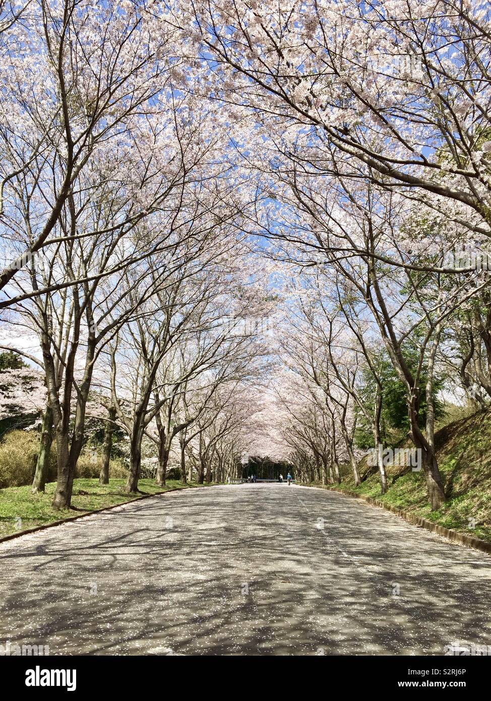 Spring in Japan Stock Photo - Alamy