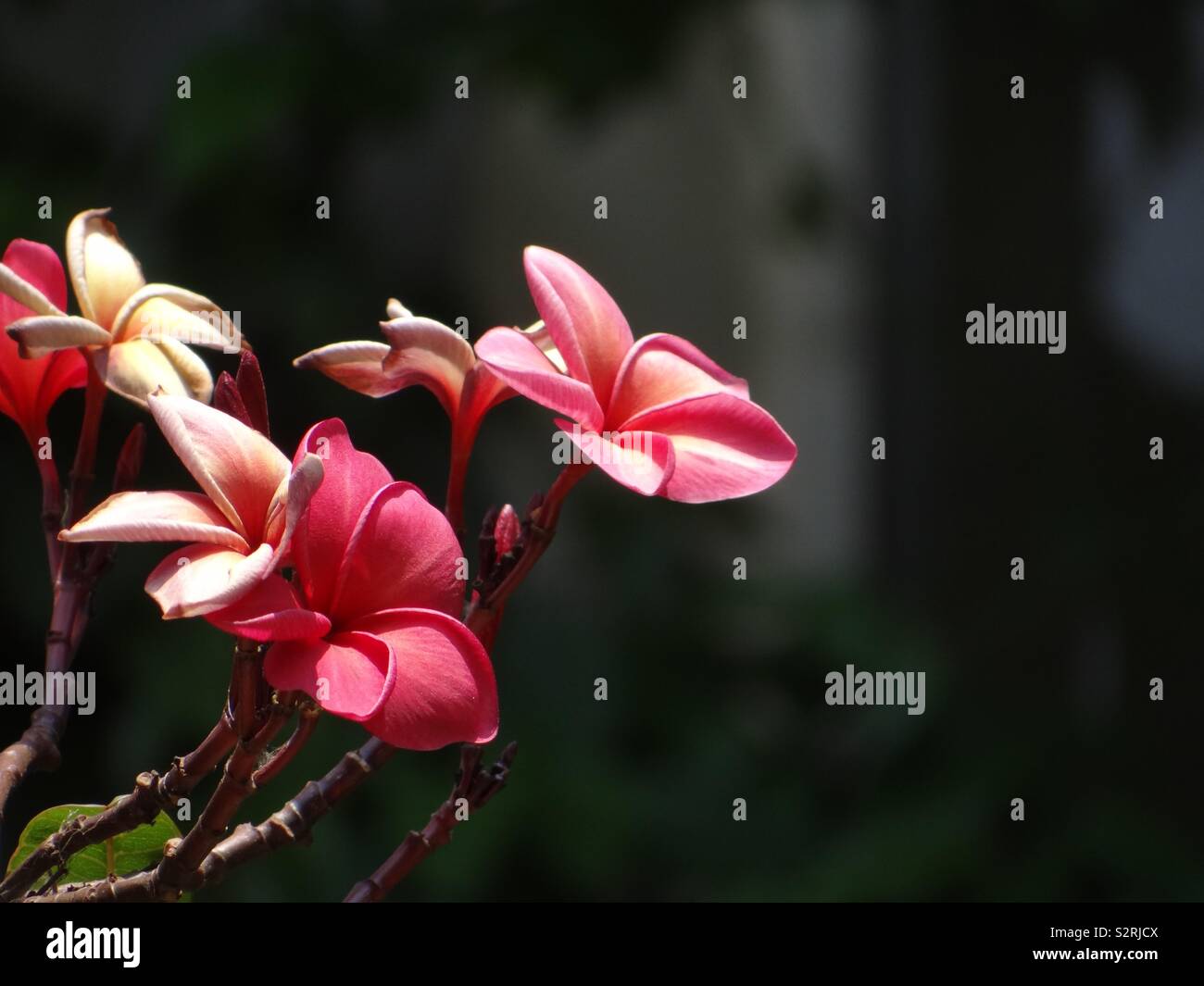Red frangipani hi-res stock photography and images - Alamy