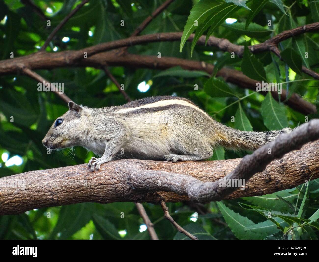 Squirrel running tree hi-res stock photography and images - Alamy