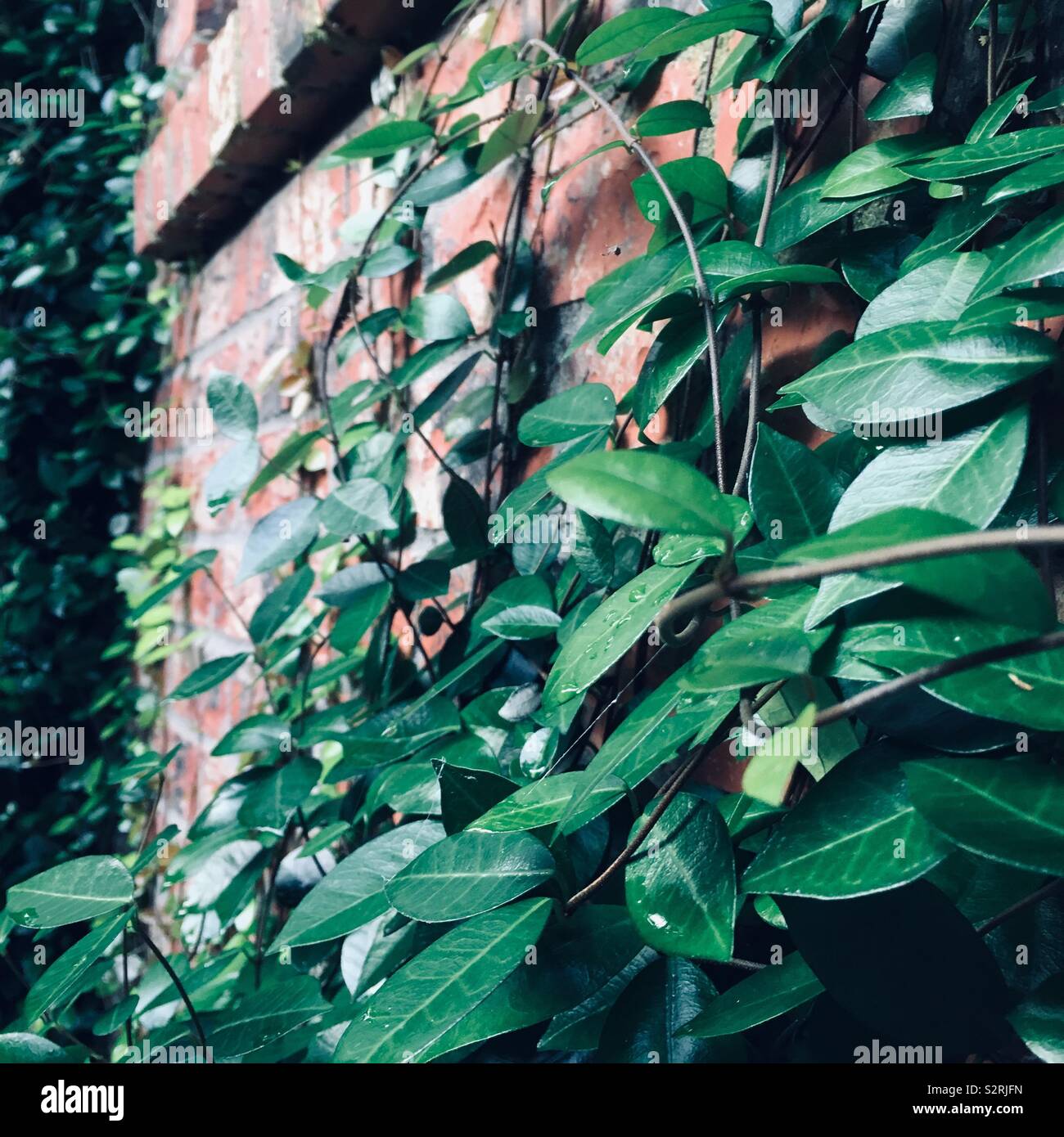 Ivy on red brick house Stock Photo - Alamy