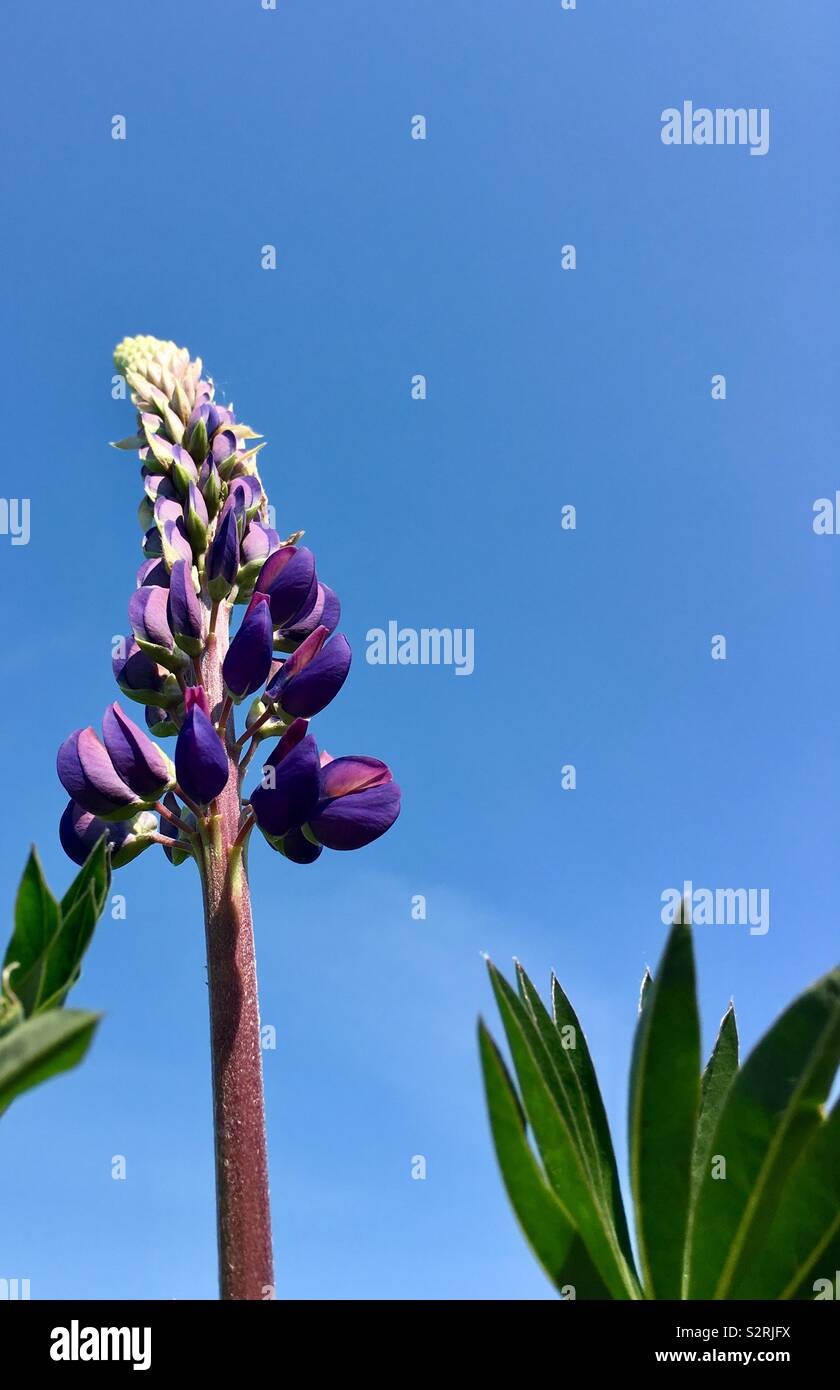 Purple lupin flower Stock Photo - Alamy