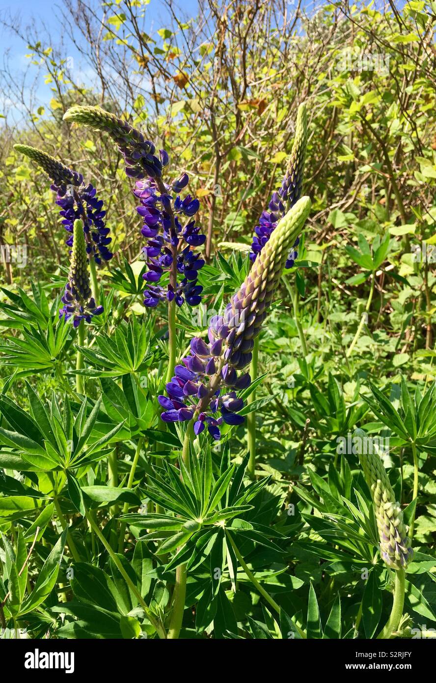 Lupin flowers hi-res stock photography and images - Alamy