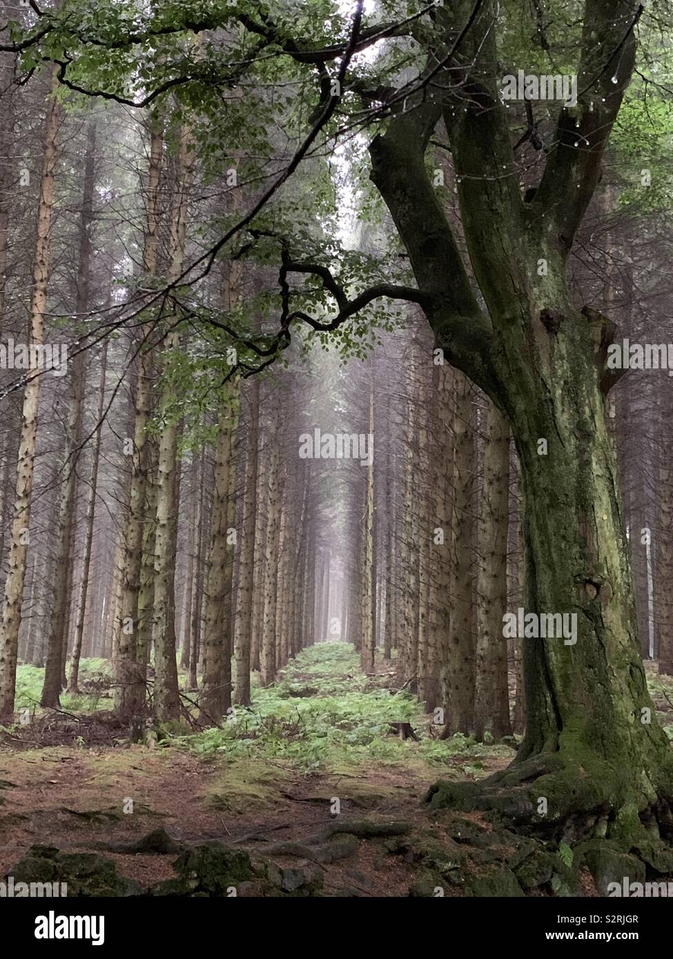Forest after heavy rain with atmospheric mist Stock Photo - Alamy