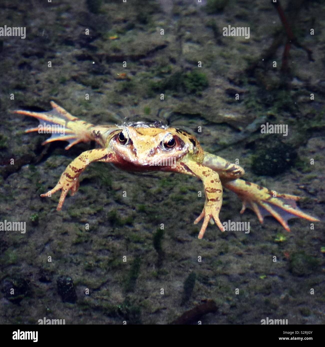Frog in a forest hi-res stock photography and images - Alamy