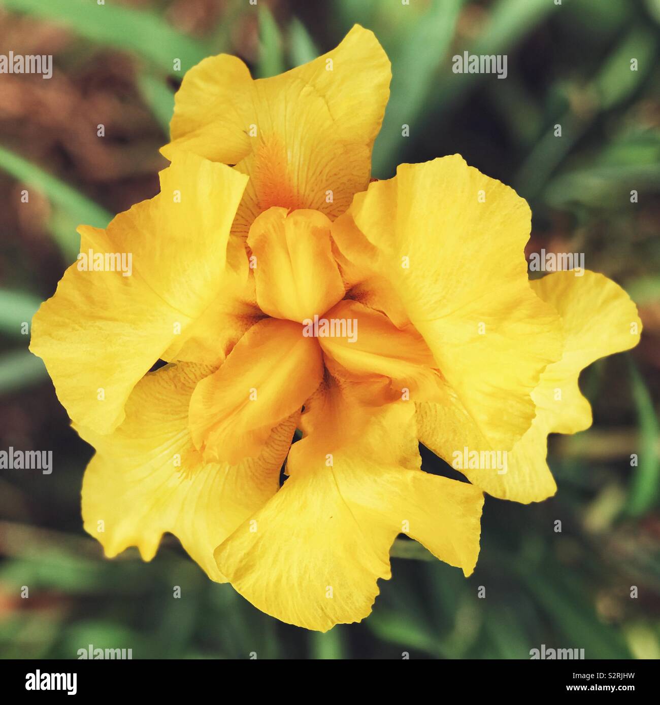 Iris flower yellow hi-res stock photography and images - Alamy