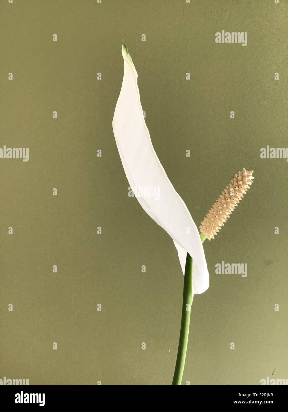 Flor blanca blanca hi-res stock photography and images - Alamy