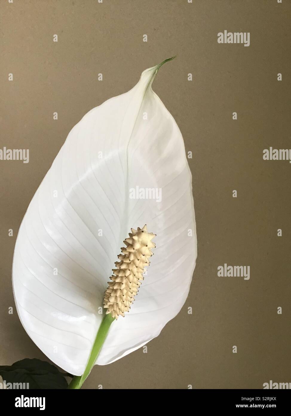 Flora blanca hi-res stock photography and images - Alamy