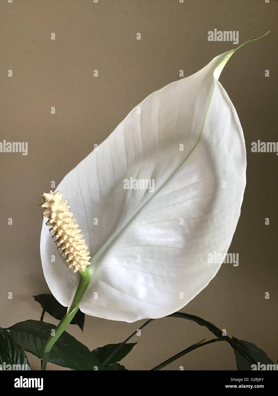Lirio hi-res stock photography and images - Alamy