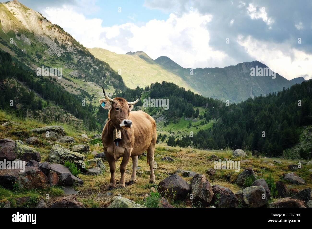 Alps cowbell hi-res stock photography and images - Alamy