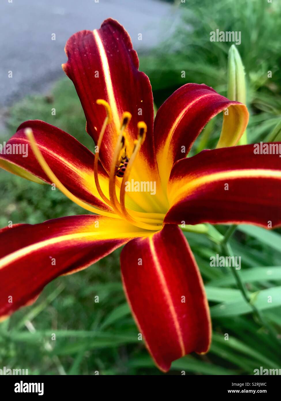 With hidden red hi-res stock photography and images - Alamy