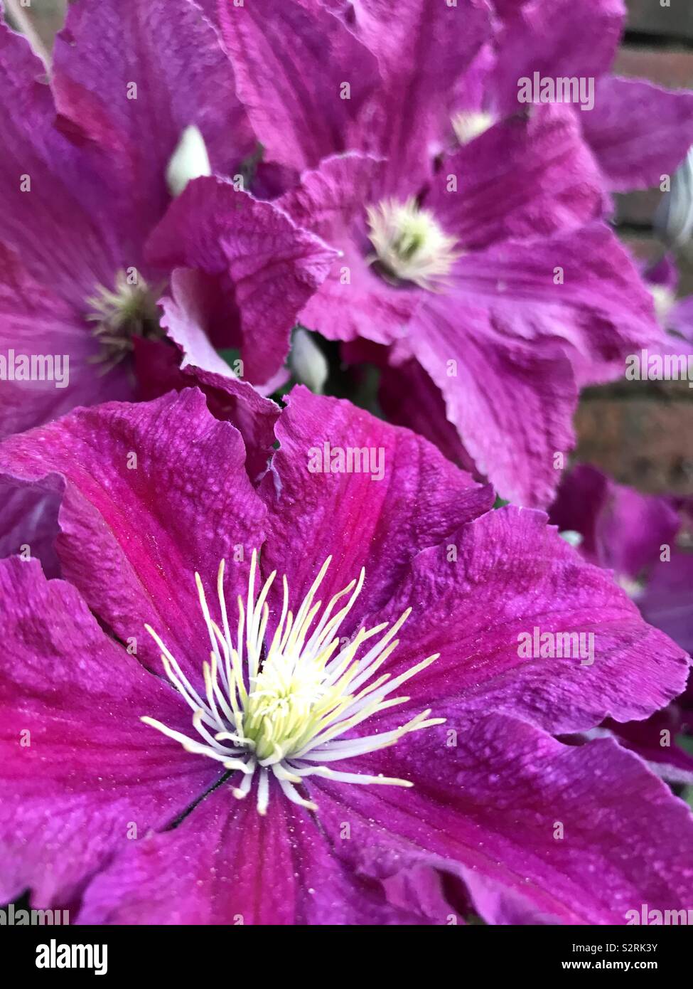 Clematis bunch hi-res stock photography and images - Alamy