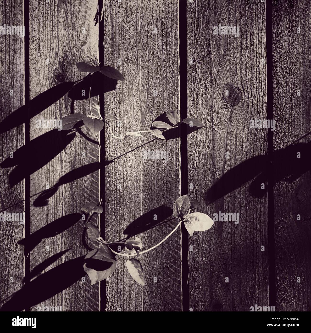 Wooden vines hi-res stock photography and images - Alamy
