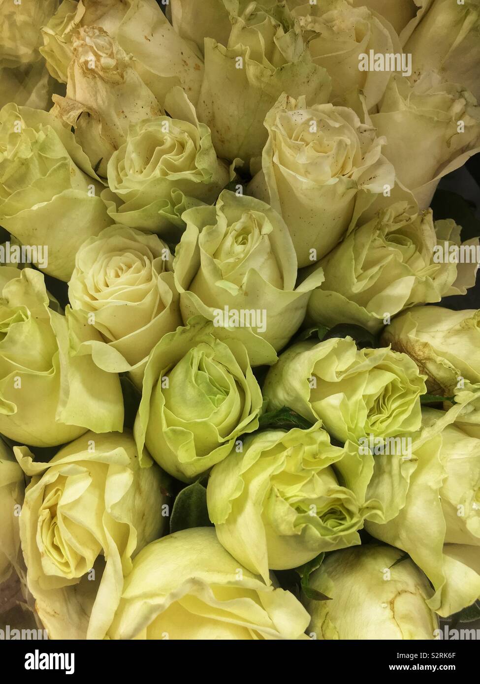 Beautiful bouquet of fresh white roses Stock Photo - Alamy