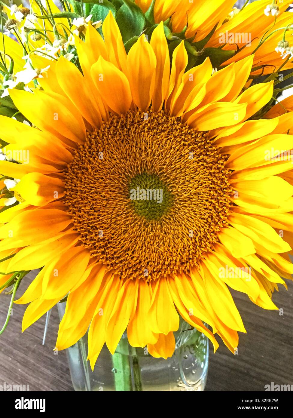 Big sunflower hi-res stock photography and images - Alamy