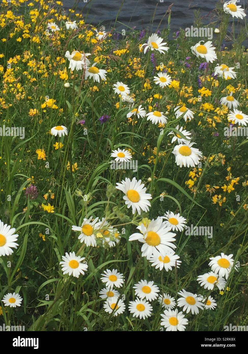 Ontario wild flower hi-res stock photography and images - Alamy
