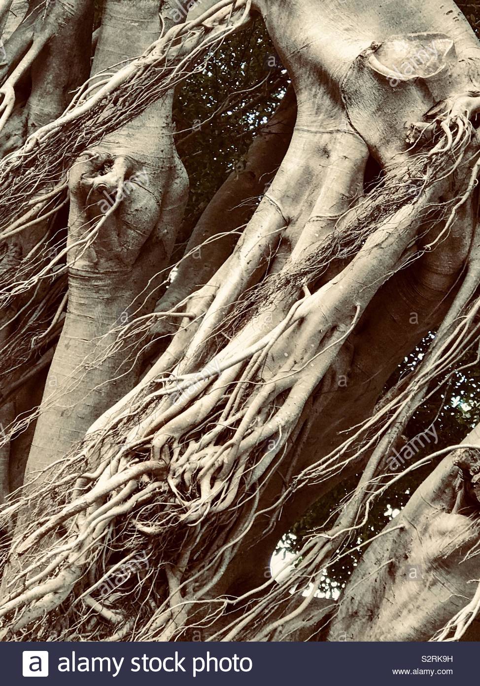 Roots Intertwined Stock Photos & Roots Intertwined Stock Images - Alamy