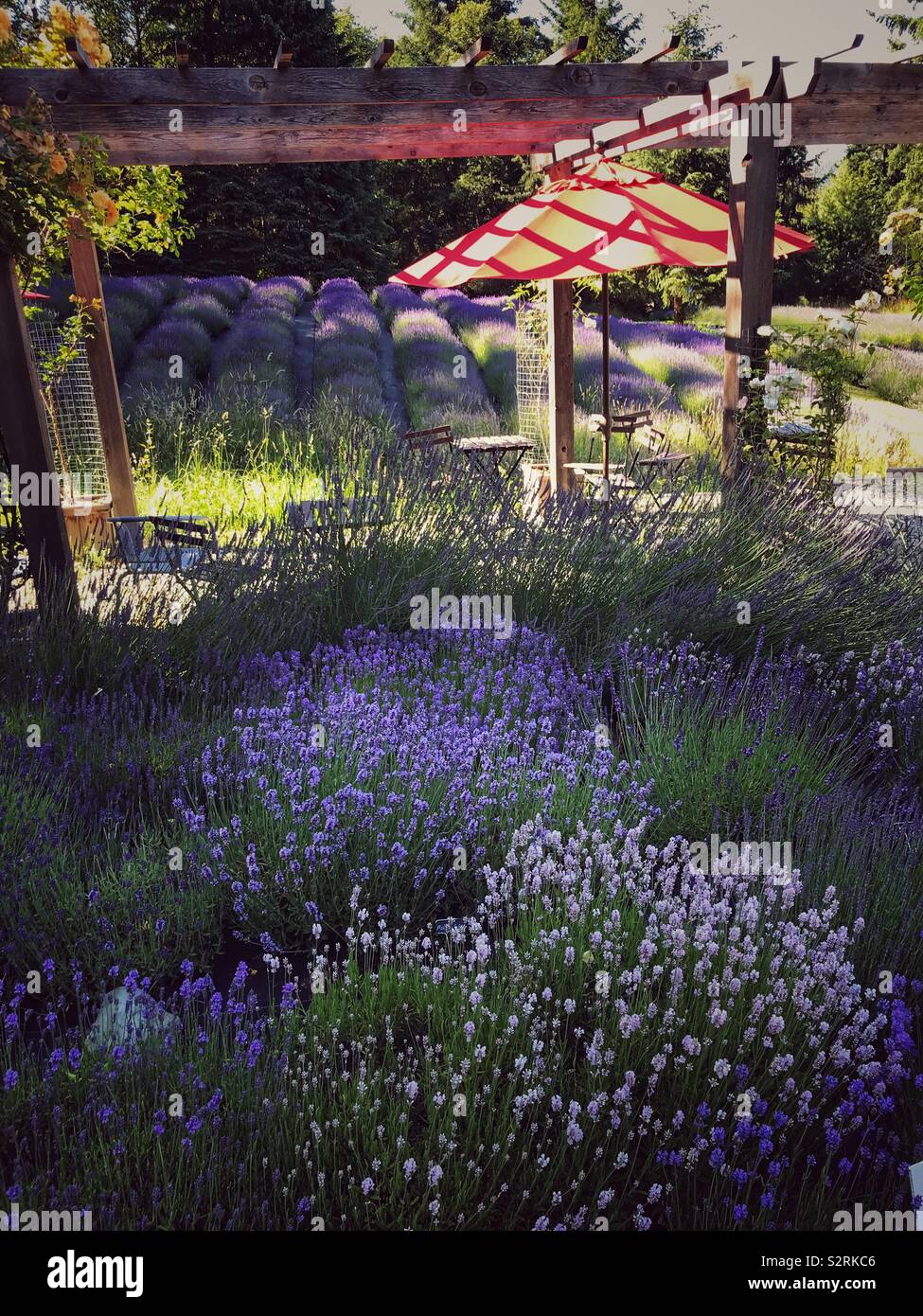 Sacred mountain lavender hi-res stock photography and images - Alamy