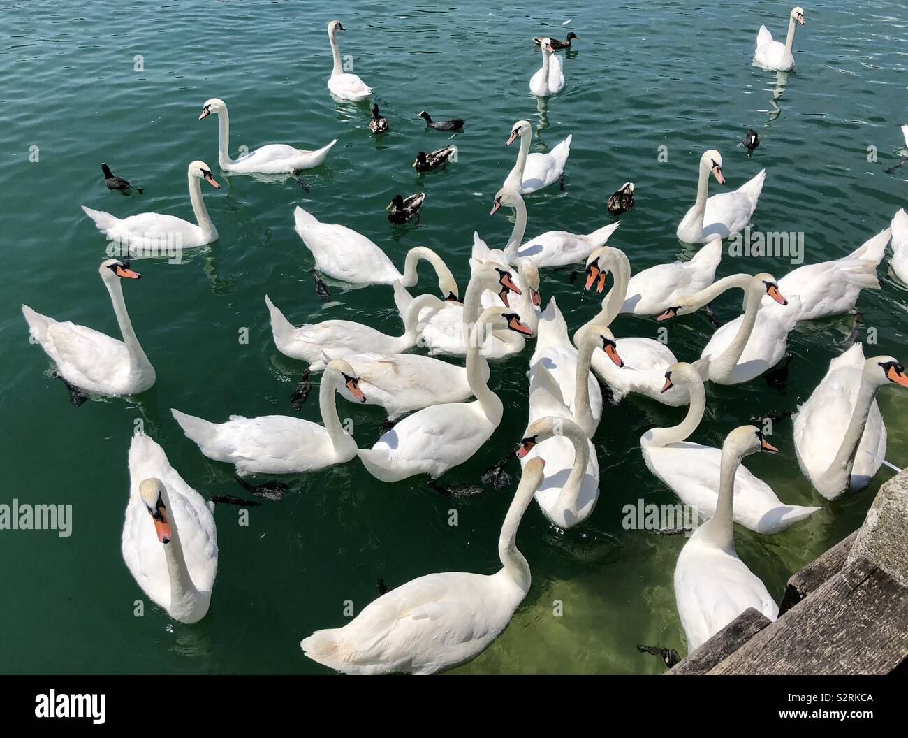 Bevy of swans hi-res stock photography and images - Alamy