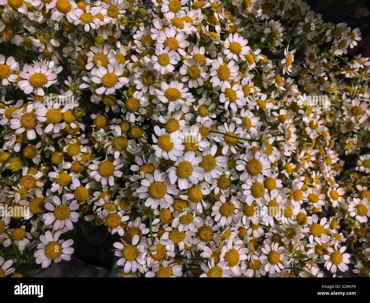 Tons of flowers hi-res stock photography and images - Alamy