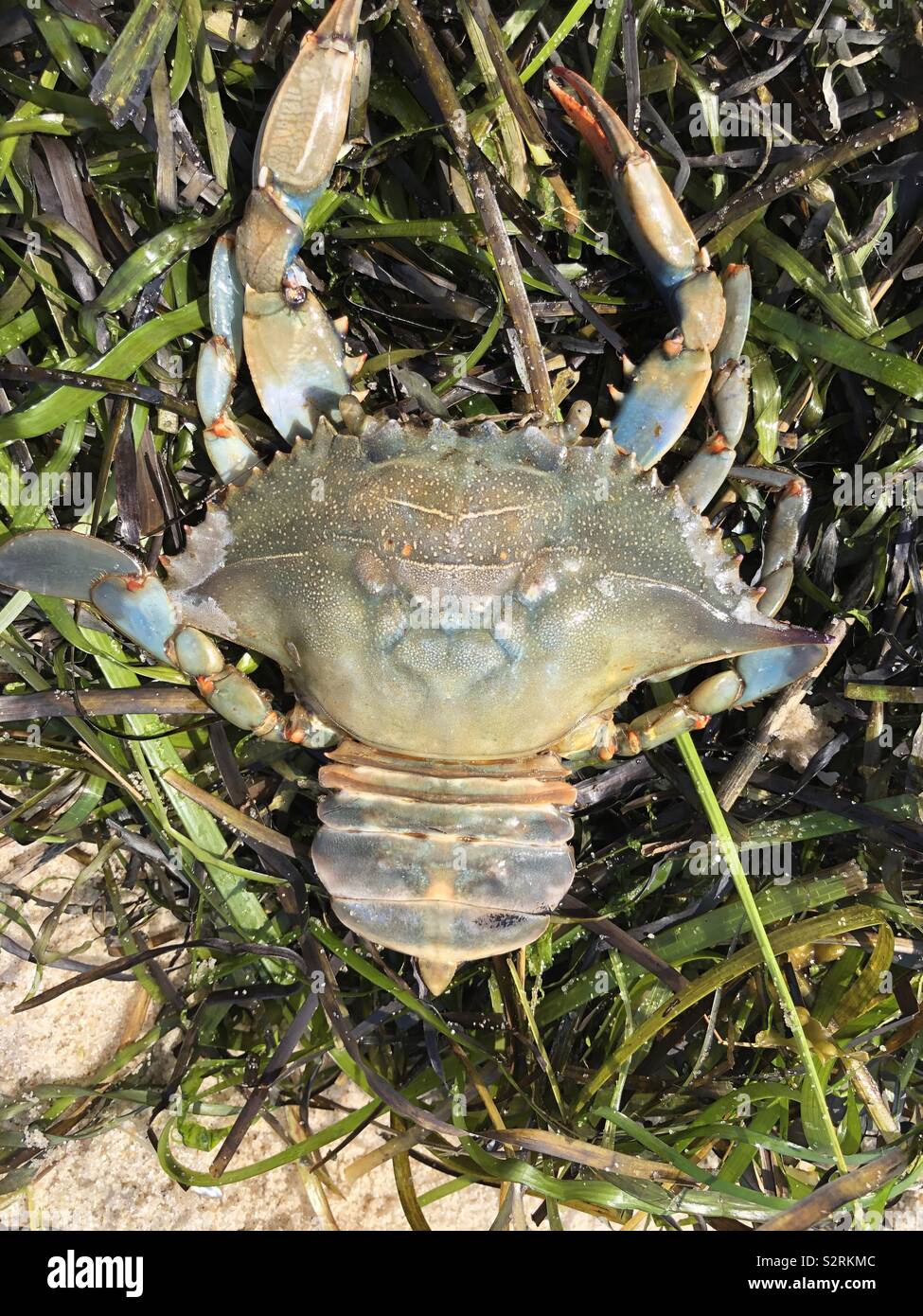 Blue Clawed Crab High Resolution Stock Photography and Images - Alamy