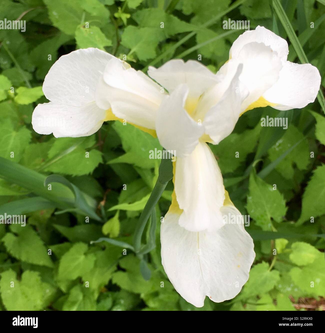 White privilege hi-res stock photography and images - Alamy