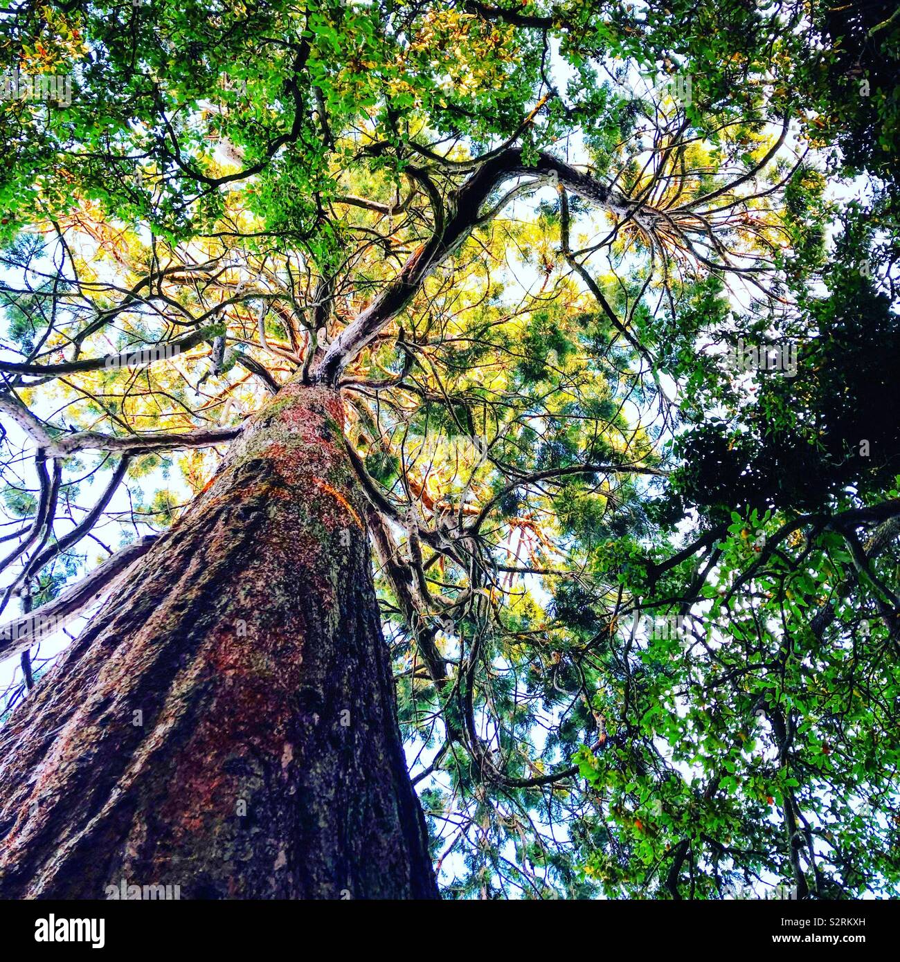 Canopy giant hi-res stock photography and images - Alamy