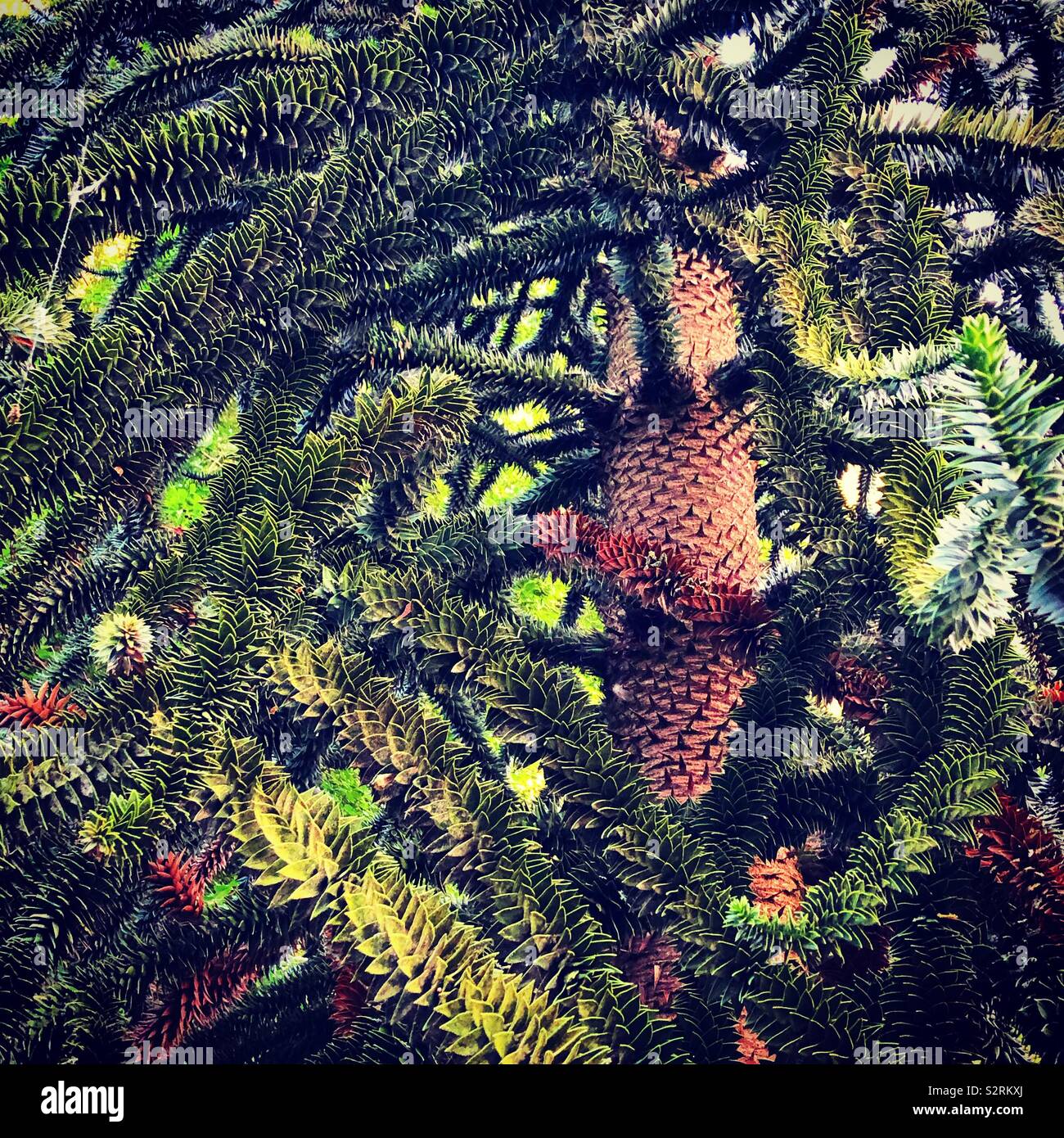 Monkey puzzle tree trees hi-res stock photography and images - Alamy